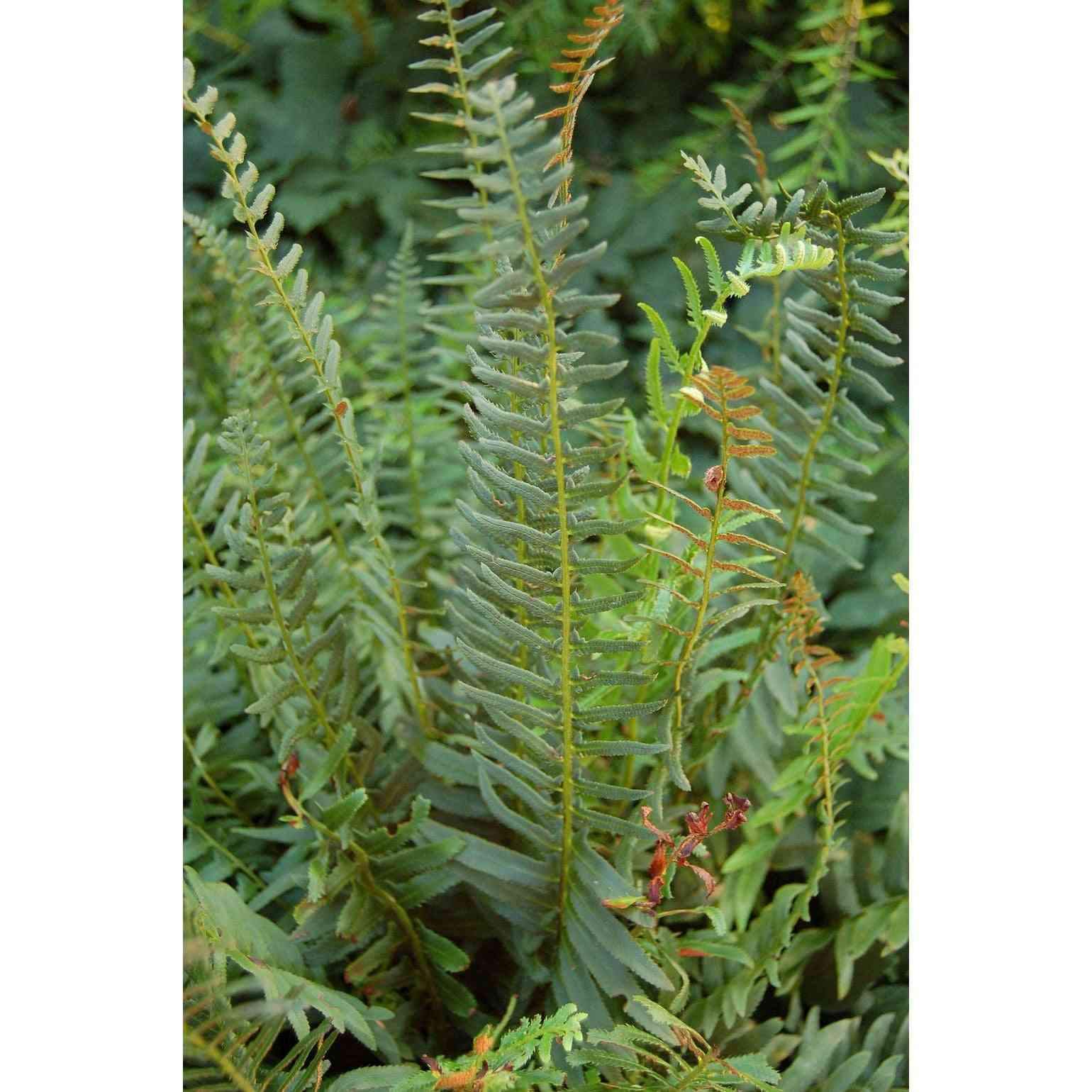 polystichum acrostichoides