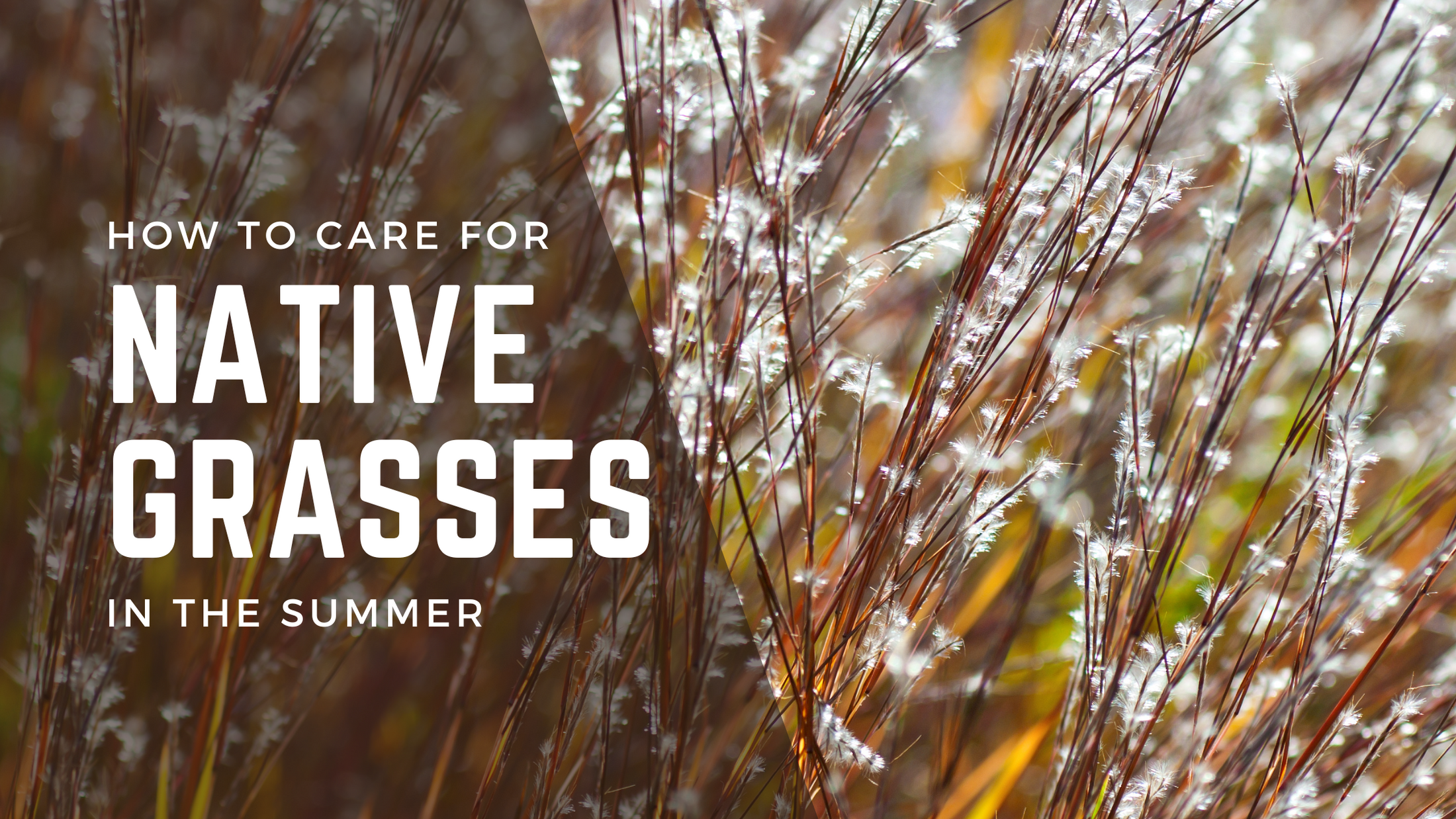 How to Care for Native Grasses in the Summer – Natural Communities LLC