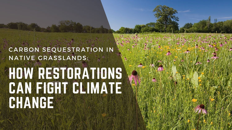 Carbon Sequestration in Native Grasslands: How Restorations Can Fight ...