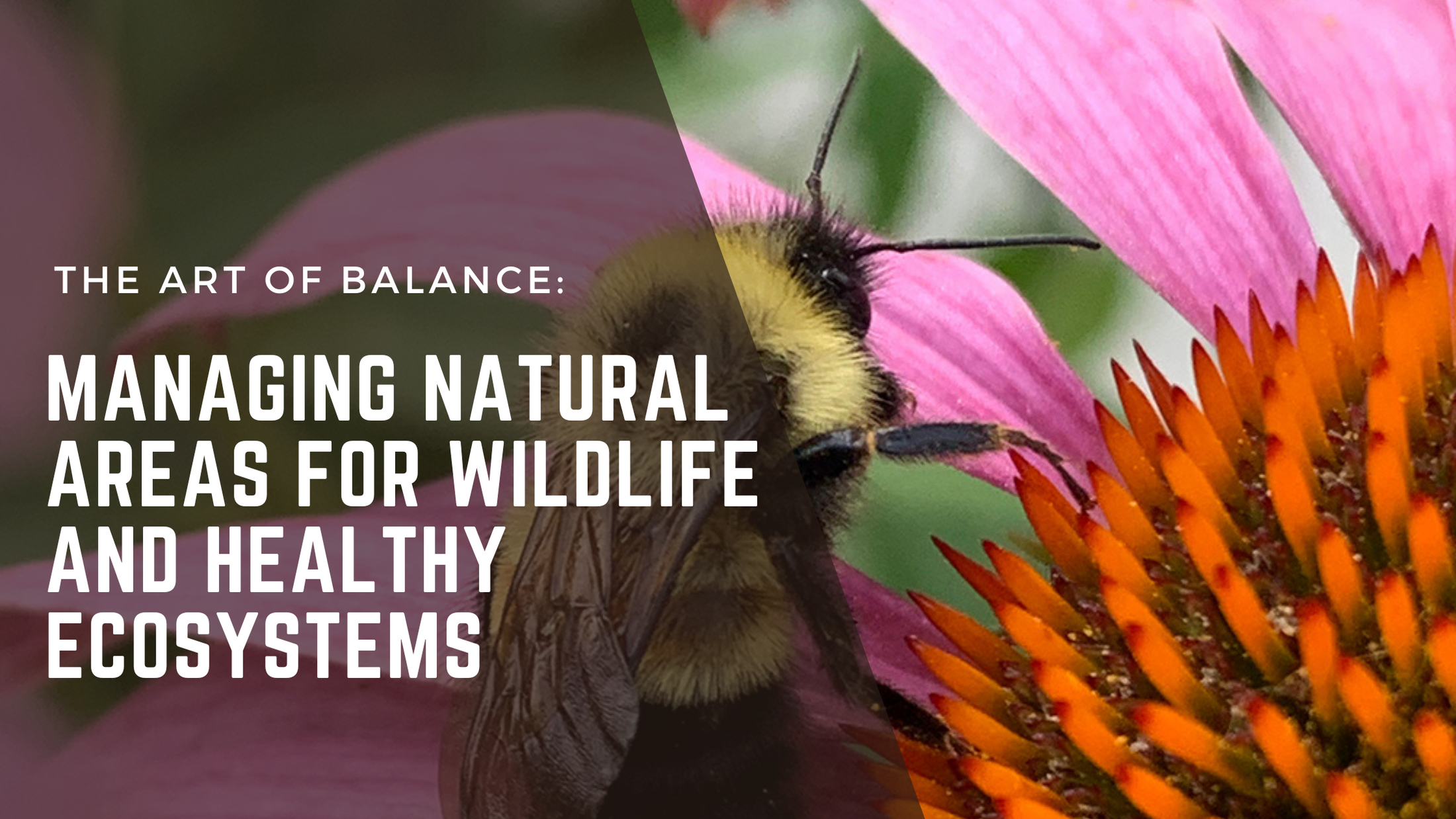 The Art of Balance: Managing Natural Areas for Wildlife and Healthy Ec ...
