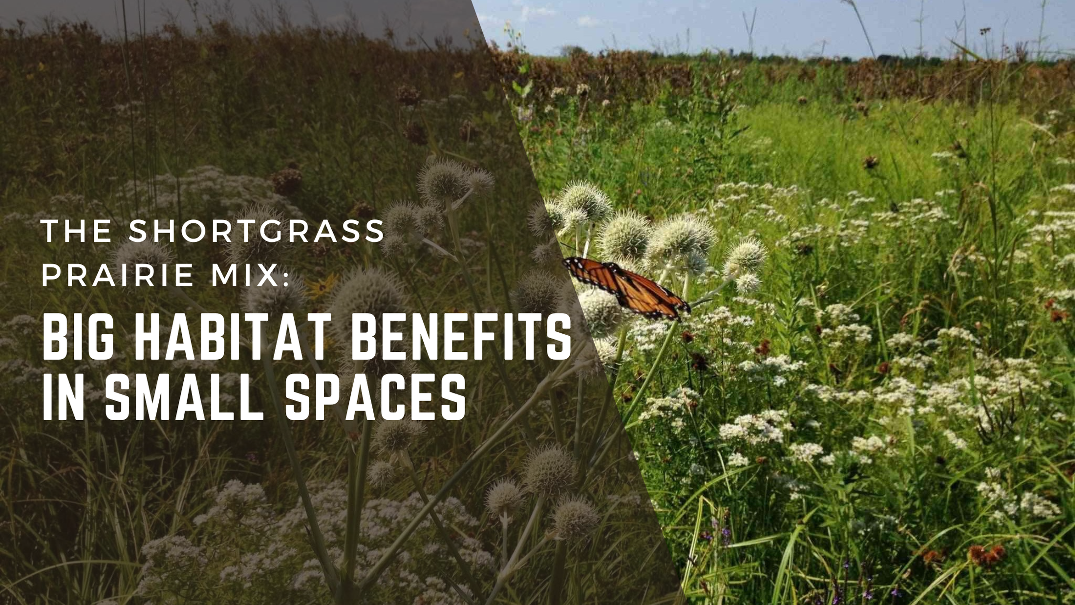 The Shortgrass Prairie Mix: Big Habitat Benefits in Small Spaces ...