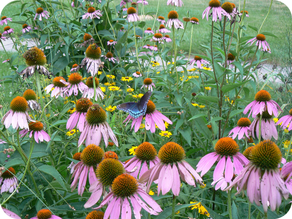 Native Plants and Wildflowers of the Midwest and Mid-Atlantic: Attract ...