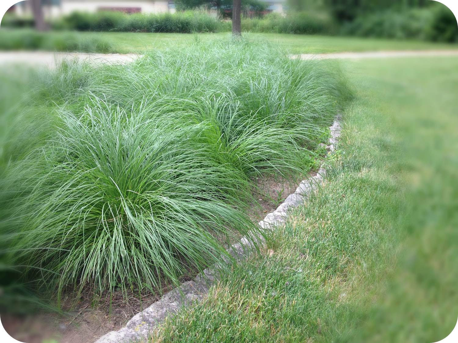 Native Grasses and Native Sedges – tagged "Deer Resistant" – Page 2 ...