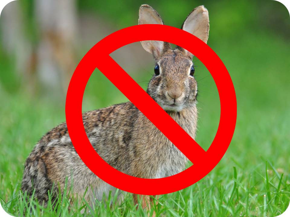 -Resistant To Rabbits – Page 3 – Natural Communities LLC