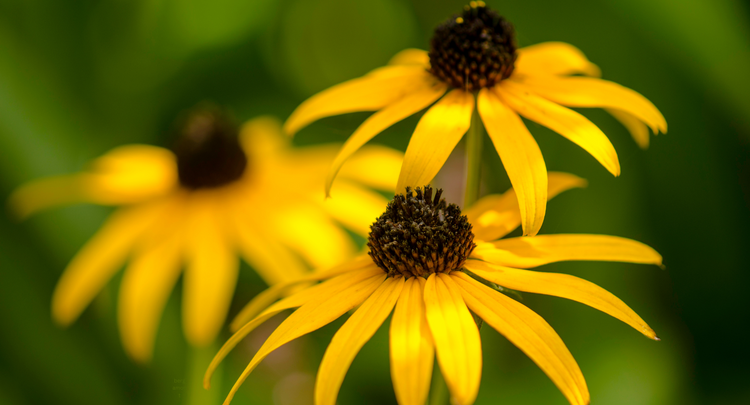 Native Plants, Native Seed, Native Shrubs, and Trees – Natural ...