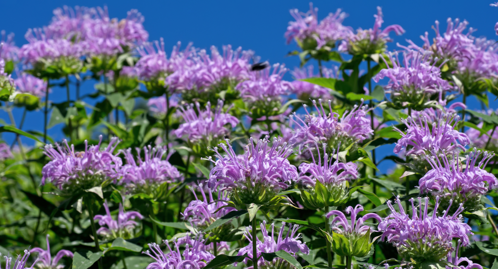 Native Plants, Native Seed, Native Shrubs, and Trees – Natural ...
