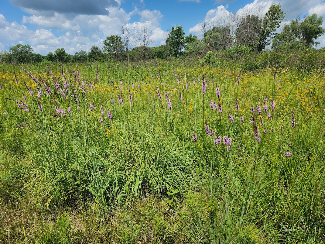 Native Plants, Native Seed, Native Shrubs, and Trees – Natural ...
