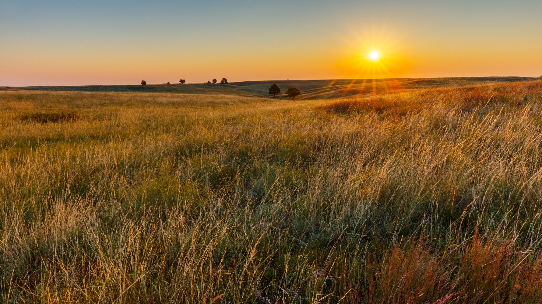 IDOT & Tollway Seed Mixes – Natural Communities LLC