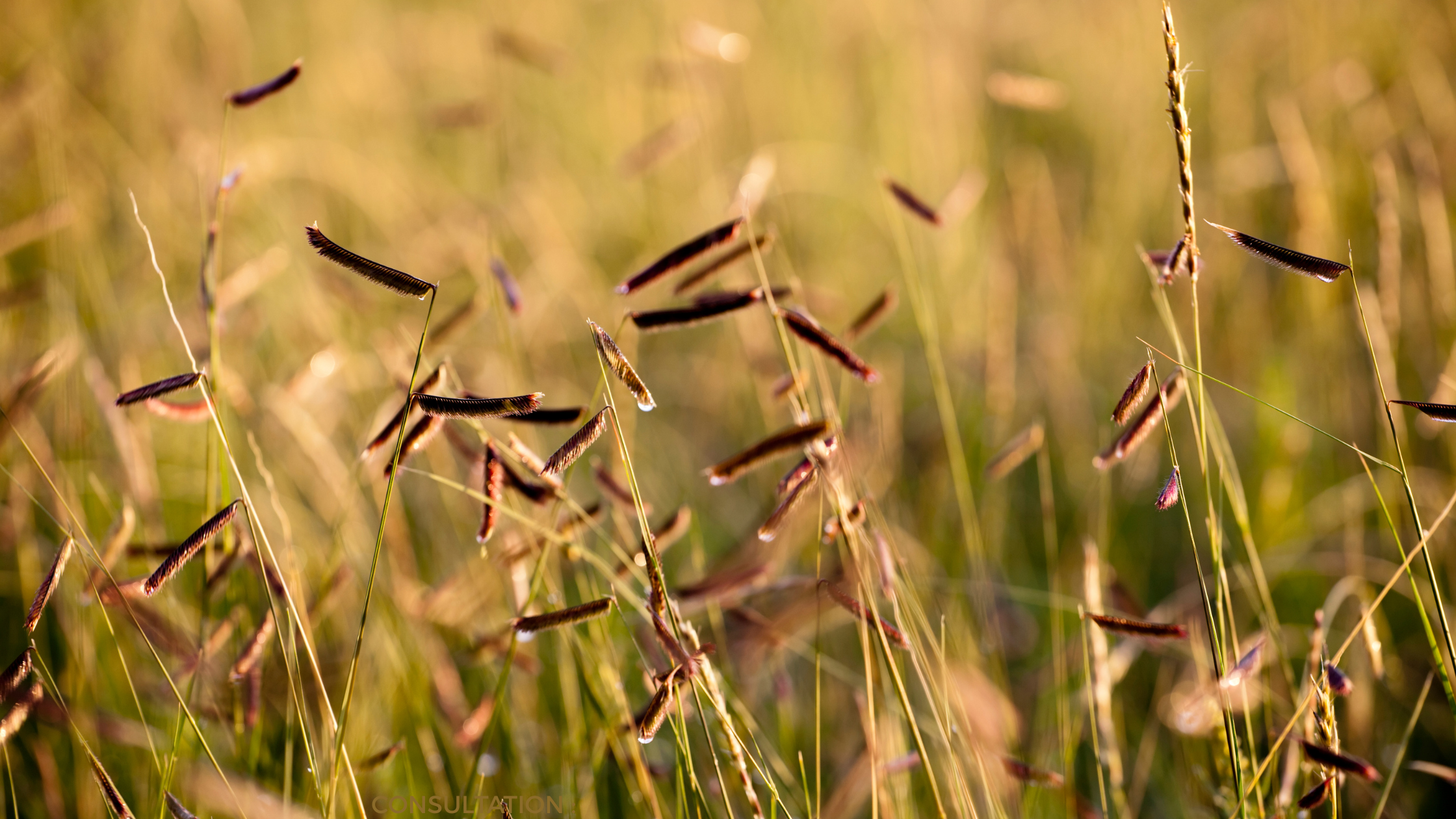 IDOT & Tollway Seed Mixes – Natural Communities LLC