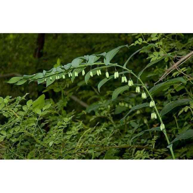 Polygonatum biflorum var. commutatum (Great Solomon's Seal) – Natural ...