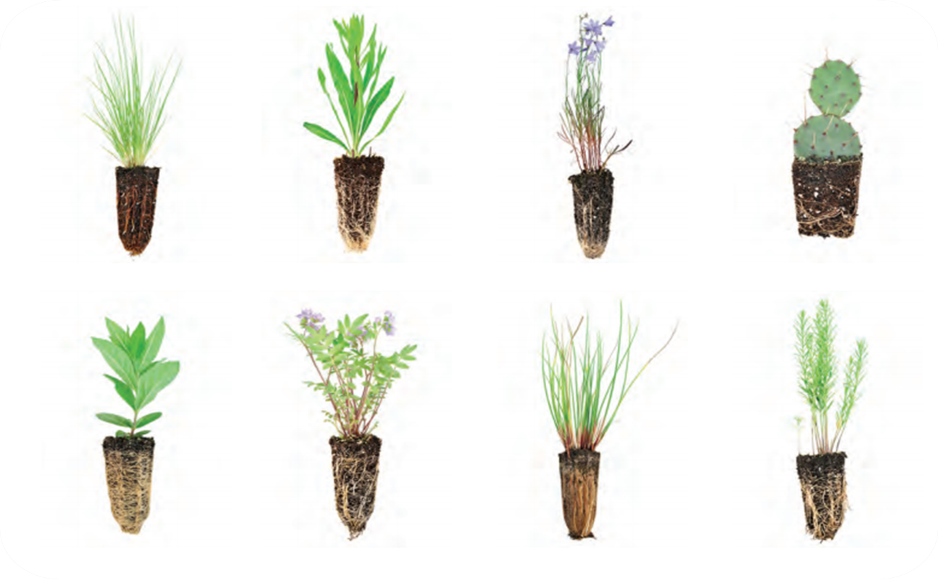 Native Plants, Native Seed, Native Shrubs, and Trees – Natural ...