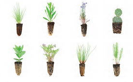 Wholesale Native Plants, Native Seed, Native Shrubs, and Trees#N ...