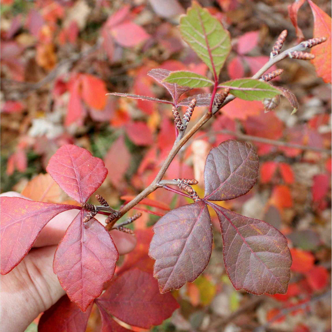 Rhus aromatica (Fragrant Sumac) – Natural Communities LLC