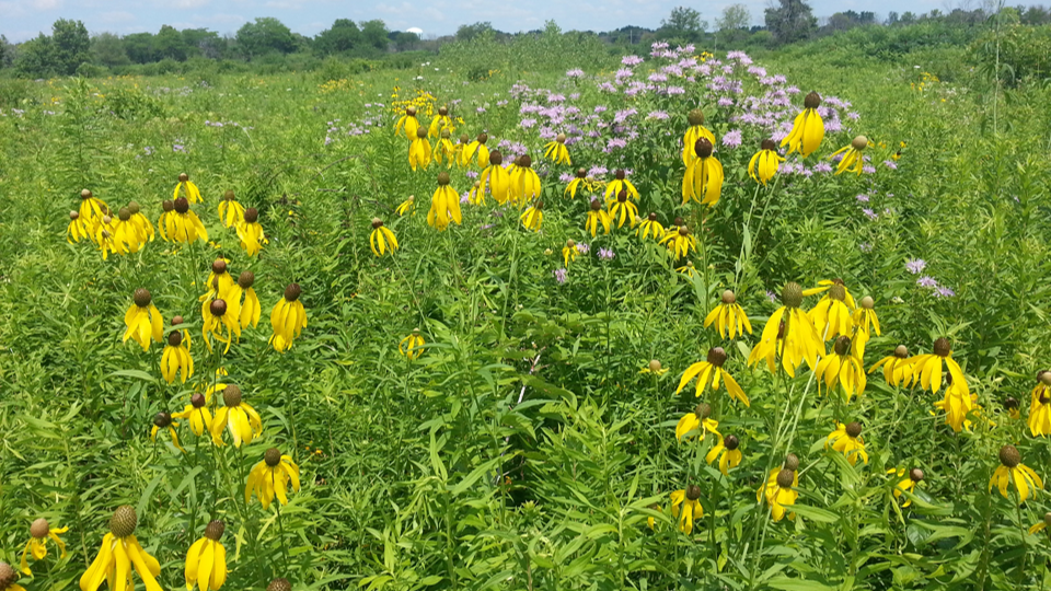 Native Plants, Native Seed, Native Shrubs, and Trees – Natural ...