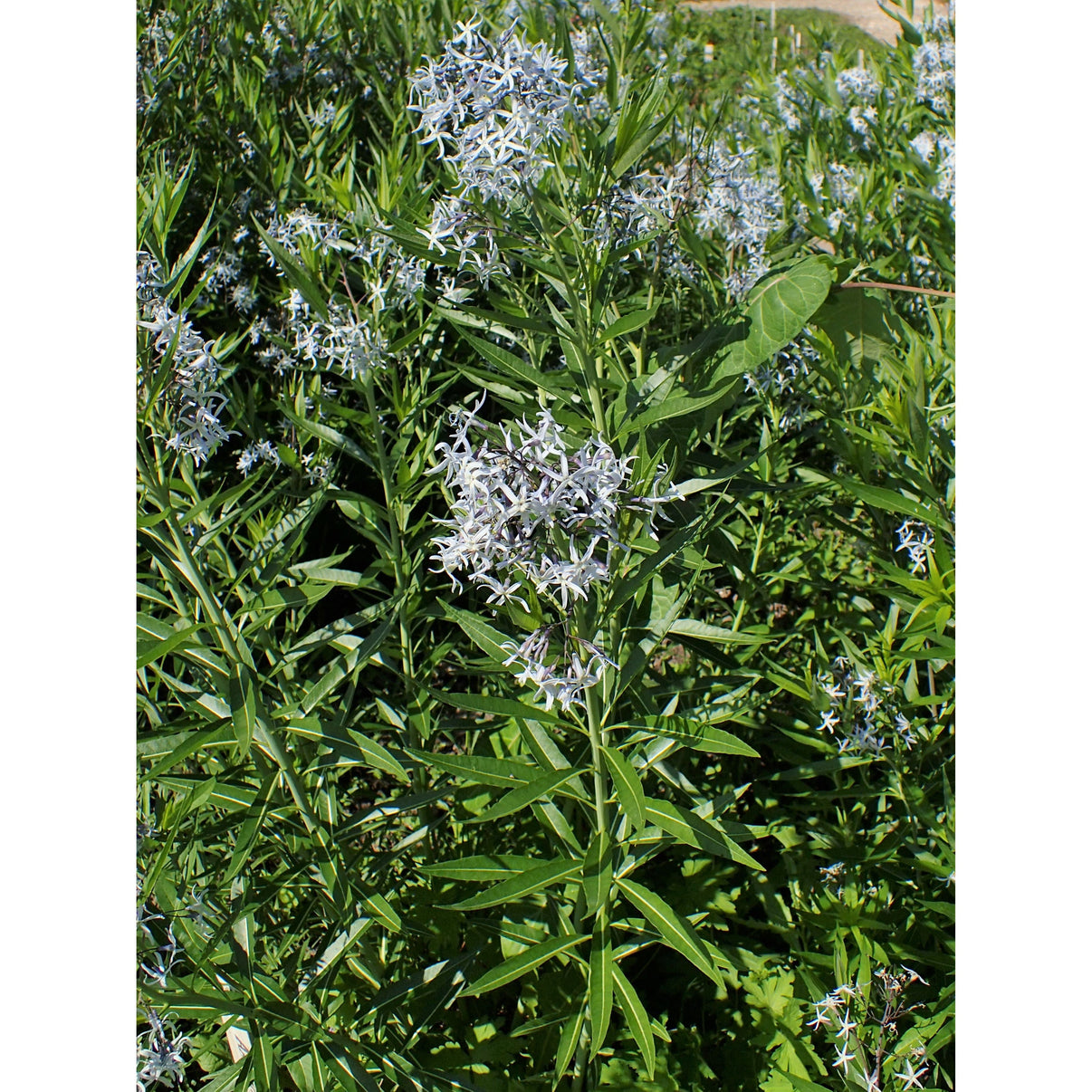 Amsonia illustris (Ozark Bluestar) Natural Communities LLC