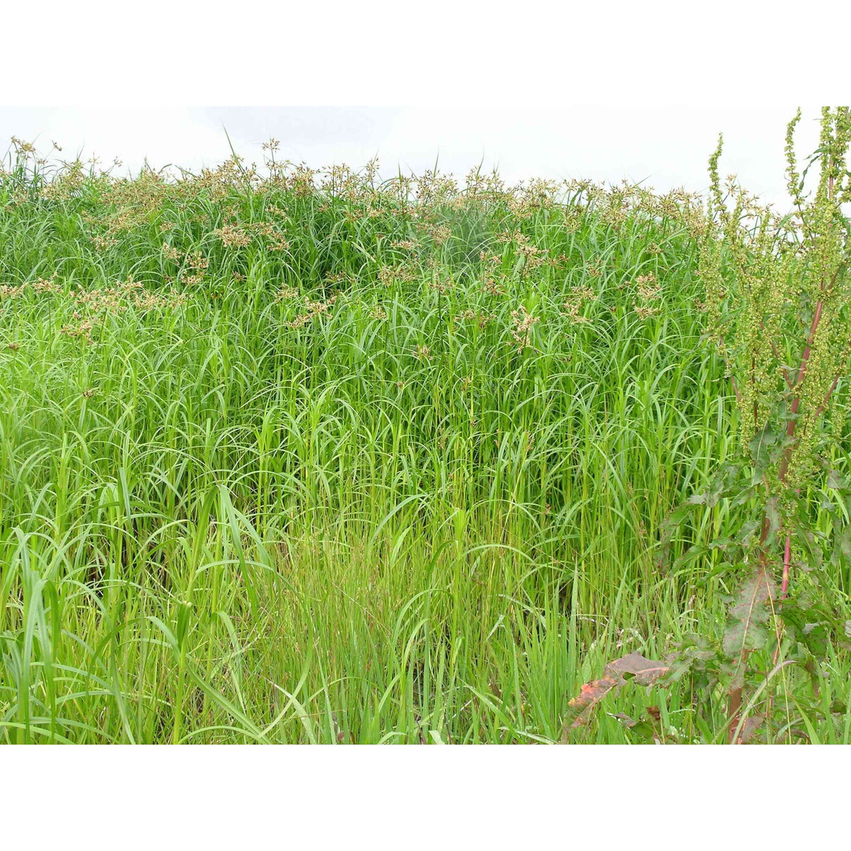 Schoenoplectus fluviatilis or Bolboschoenus fluviatilis (River Bulrush ...