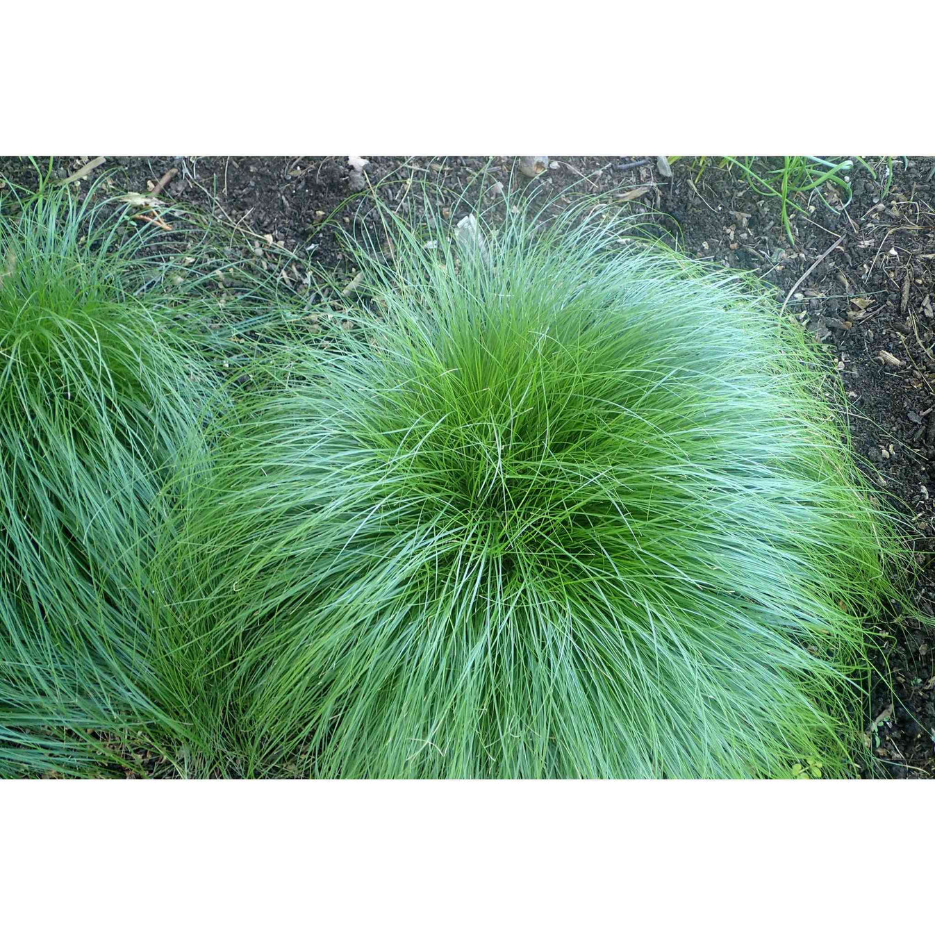 Carex rosea (Curly-styled Wood Sedge) Natural Communities LLC